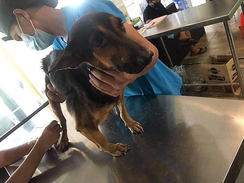 Animal rescue during a pandemic