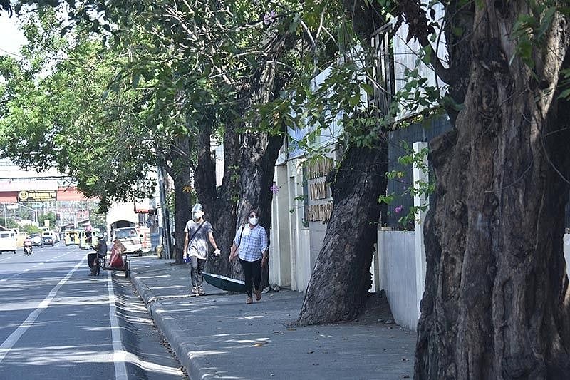 Davao's heritage trees