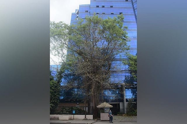 Davao's heritage trees