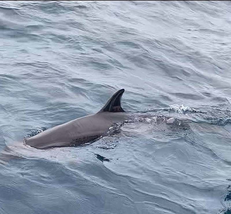 Dolphin stranded near mouth of Butuanon River in Mandaue