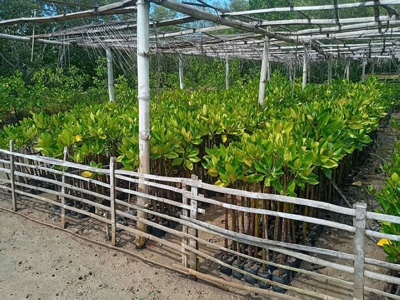 Zamboanga City embarks on reforestation program