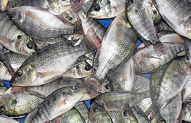 BFAR-aided projects in Bohol towns yield good harvest, high income to 2 ...