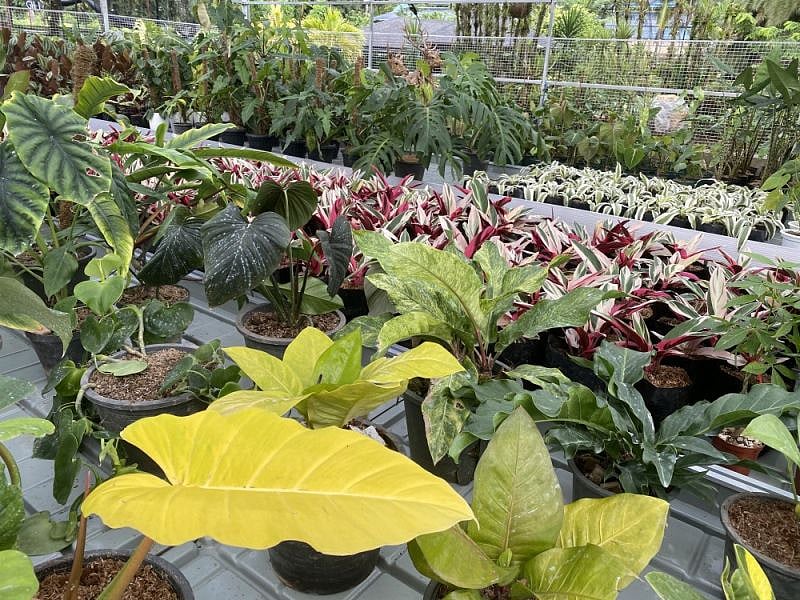 'Plantdemic' gives birth to new businesses, securing food for future