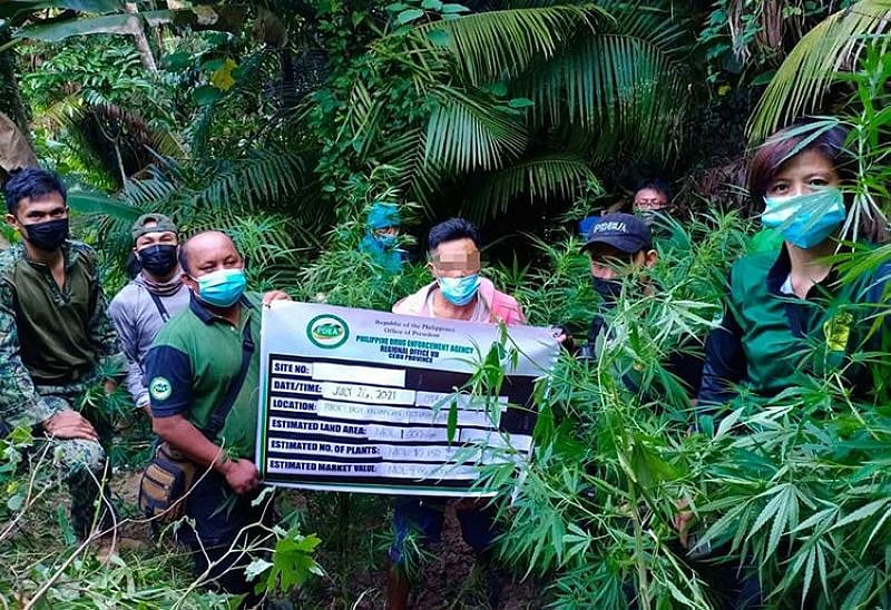 Nag-uma og marijuana, nasikop; tinanom nga balor og P4M gisunog