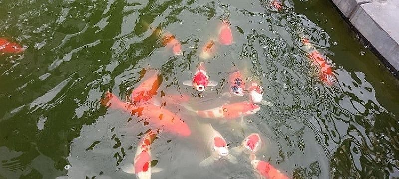 19 Japanese Koi fish found dead in pond