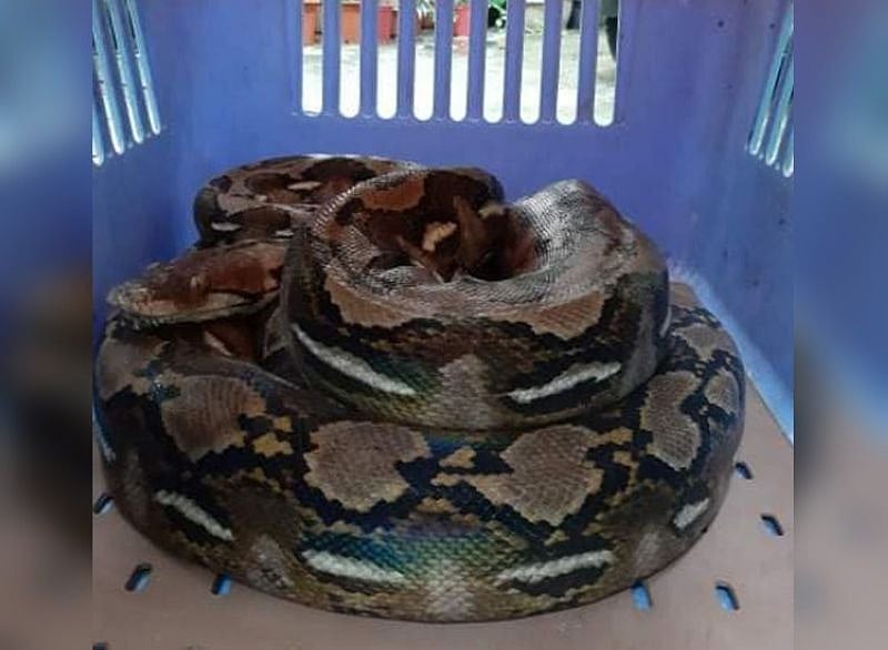Reticulated Python retrieved in Zamboanga Sibugay town
