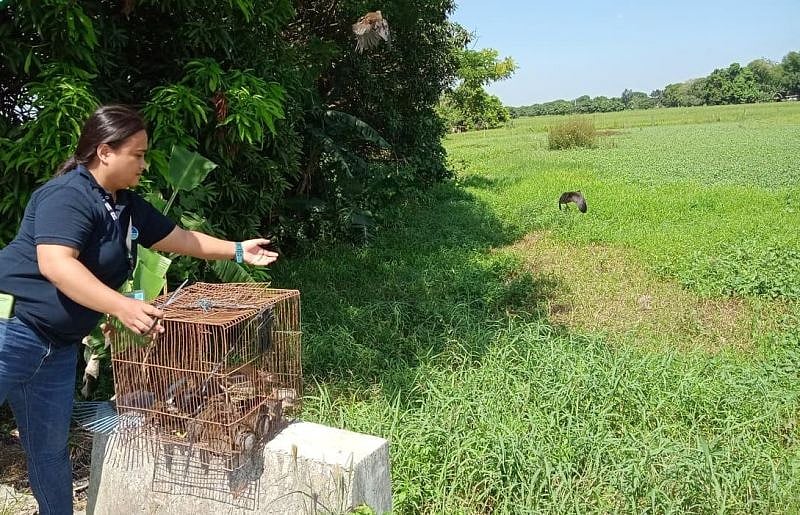 189 native birds rescued in Bulacan
