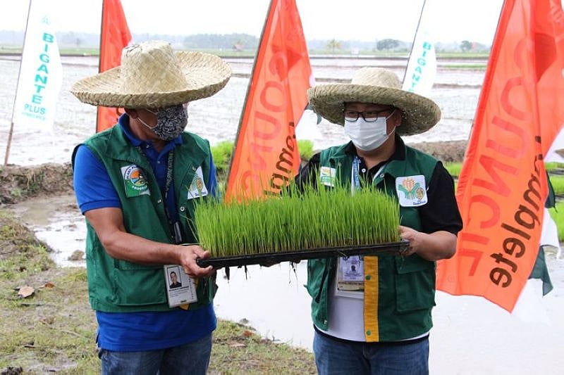 DA launches hybrid rice technology demo site