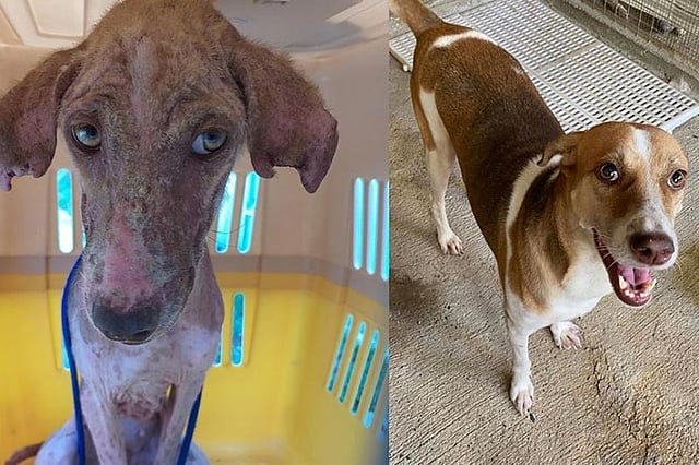 The state of stray, abandoned pets