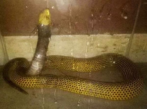 Samar Cobra freed in Zambo Sur forest