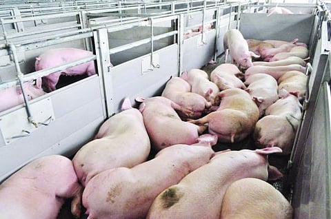 Sunpride modernizes slaughterhouse in Cebu