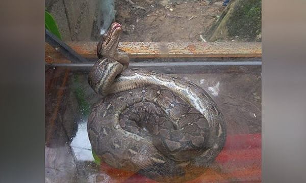 Juvenile reticulated python released in Dapitan City