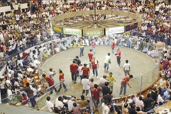 Cockpit arenas allowed to open