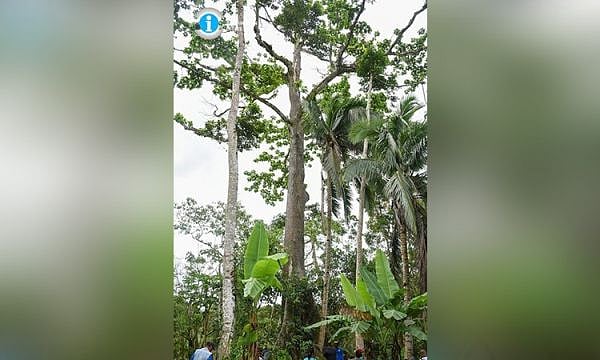 San Carlos reps assess century-old Bay-ang tree