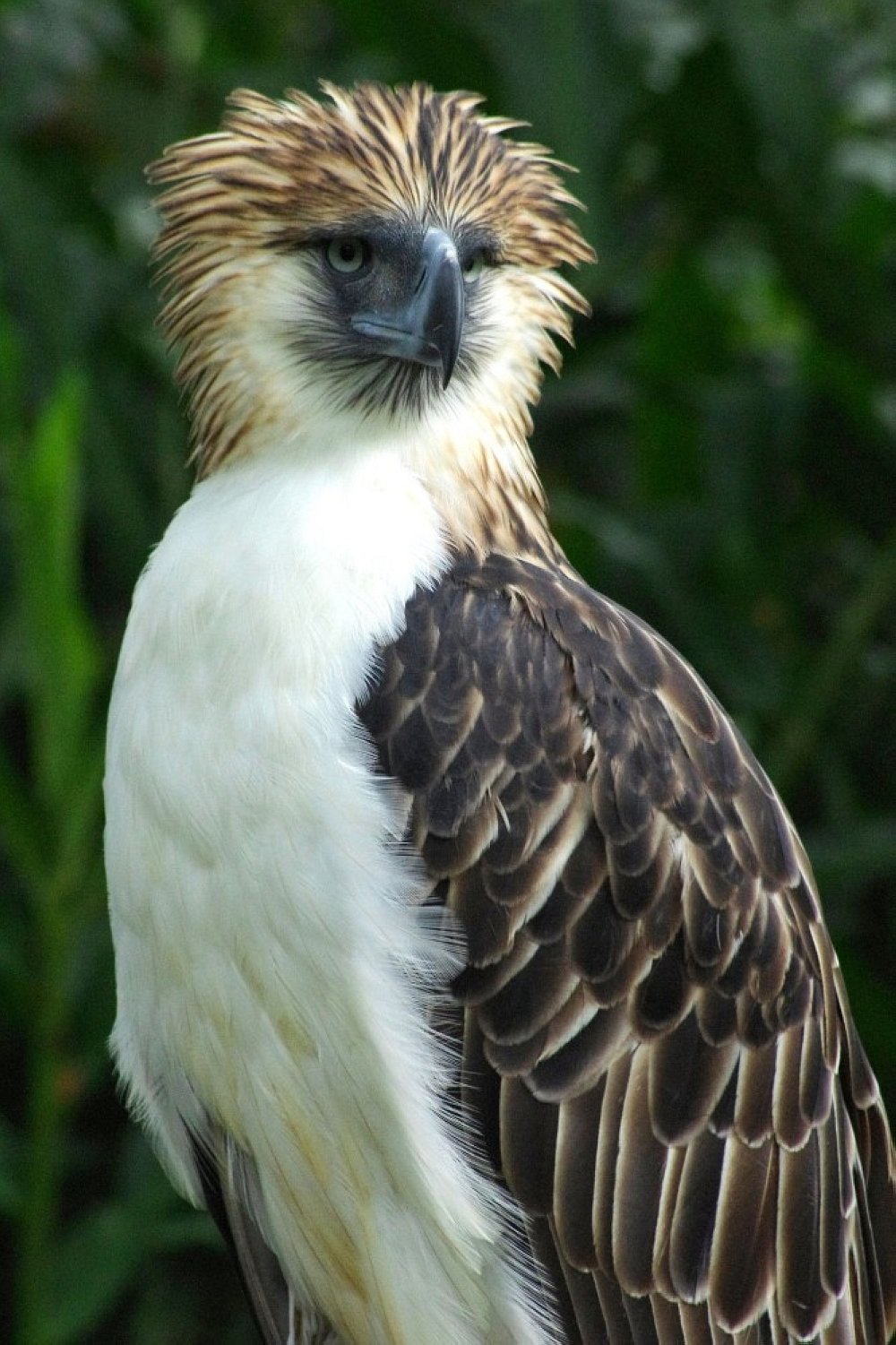Run for Philippine Eagle