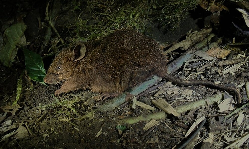 New endemic mouse discovered in DavOr