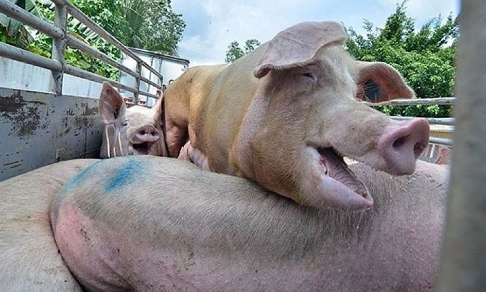DA-Davao extends P5.5M swine project to Malita farmers