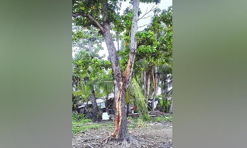 Kahoy paksit sa kilat; 4 ka mga bata nangaangol