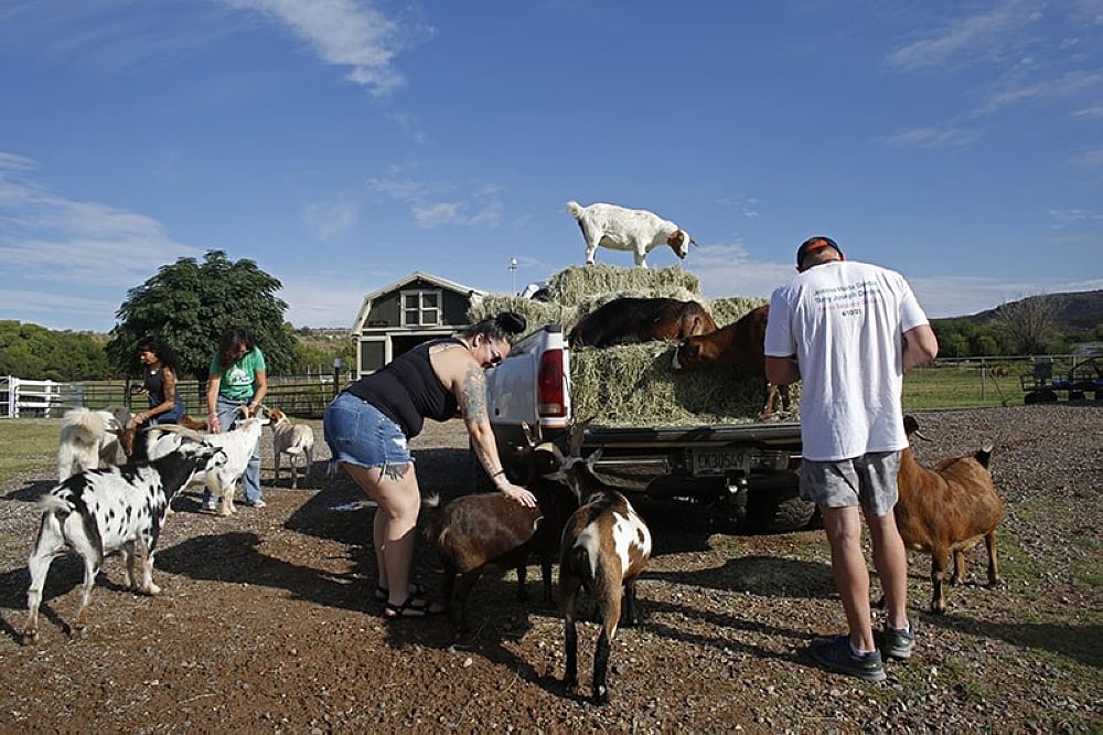 Arizona farm gives refuge from pain, for man and beast alike