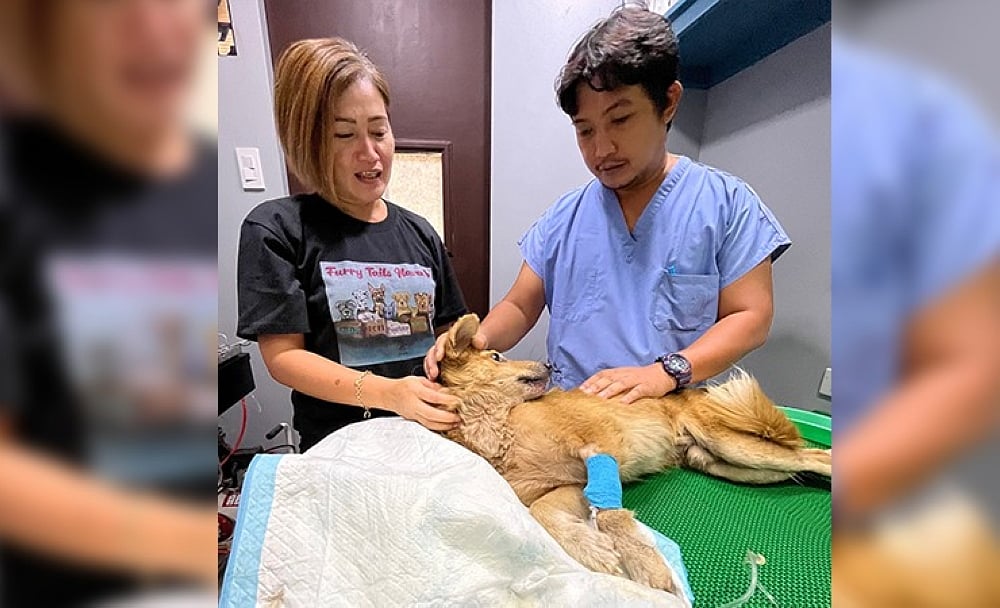 Bata midunggab sa iro nga si Bonbon?