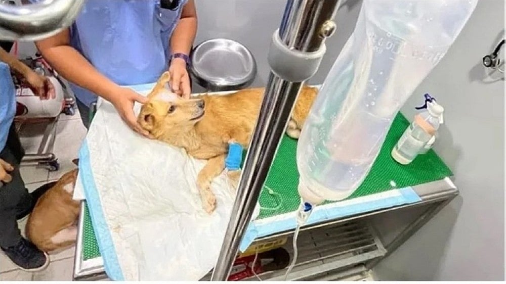 11 anyos suspek sa pagdunggab sa iro