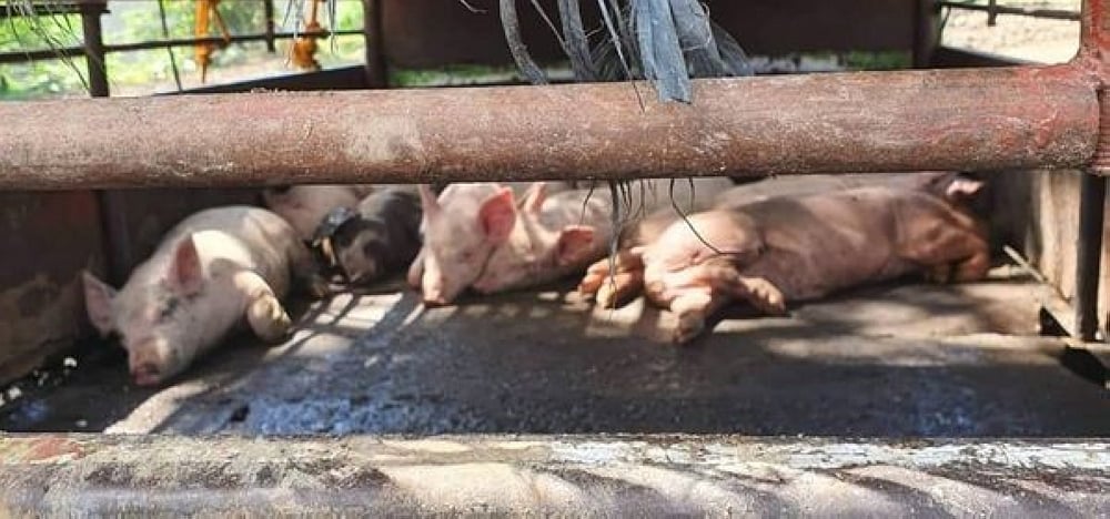 Oro to temporary ban Zamboanga hogs, pork products