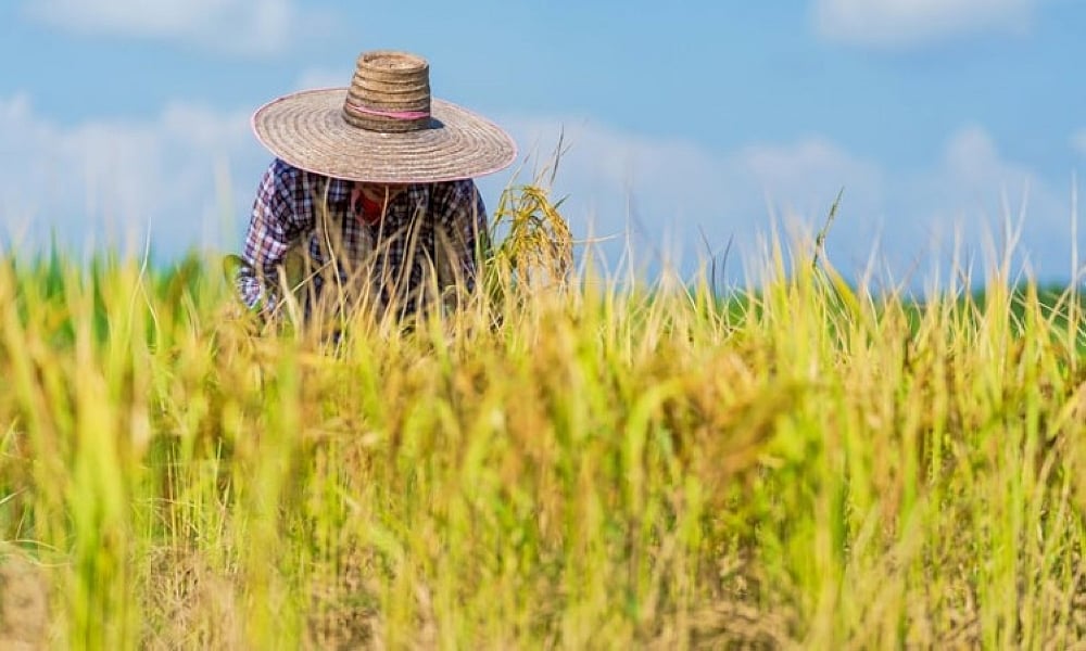 Davao City Agri discourages farmers from using chemical sprays