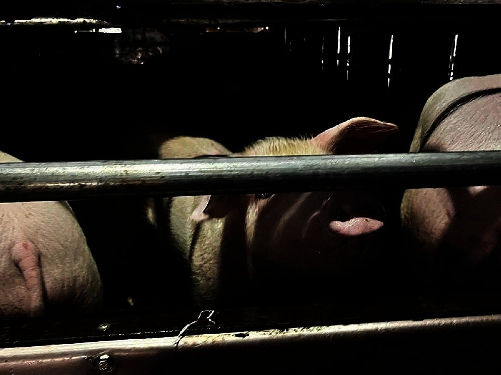 10 individuals in Malabuyoc receive piglets as part of PRO 7's ...