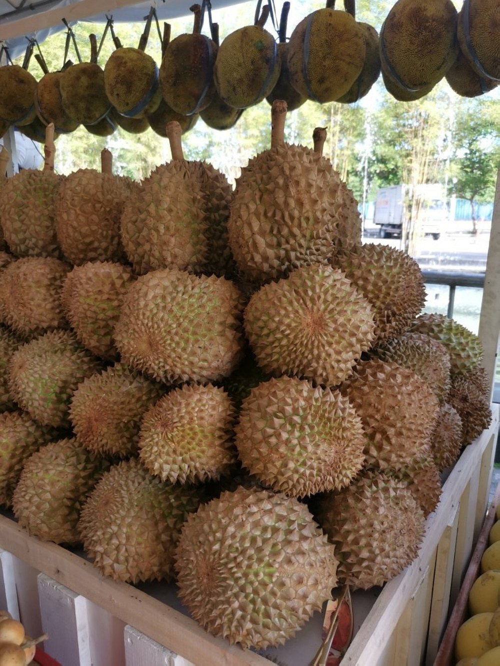 Davao City eyes expansion of local durian production