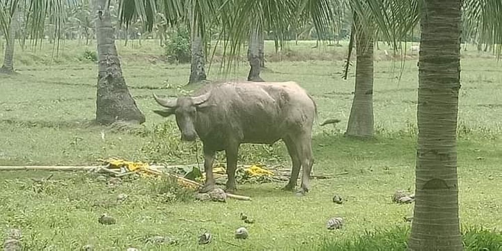 Kabaw naghuramentado; 22-anyos grabeng naangol