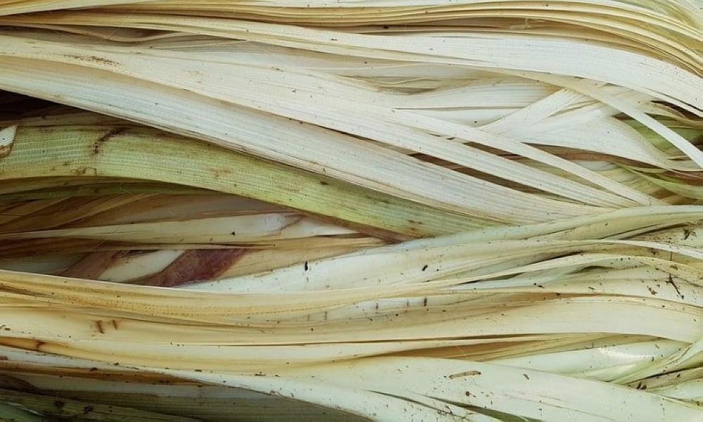 Davao City agriculturist recommends tissue culture lab for abaca