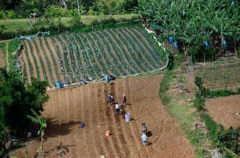 El Niño to affect several essential food crops