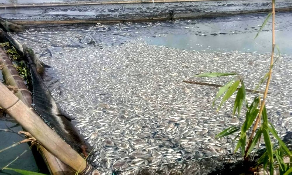 Cost of fish kill in Lake Sebu reaches P17M