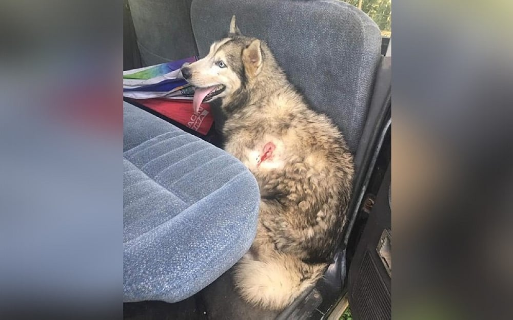Gentle giant husky survives gun attack