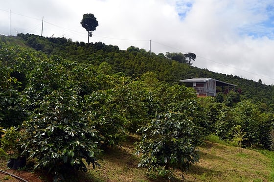 How a coffee farmer from Bansalan became one of the leading producers ...