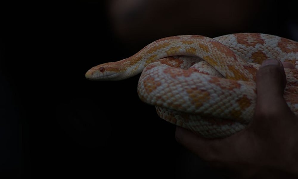 Where the wild things are: Exotic pets of Cebu