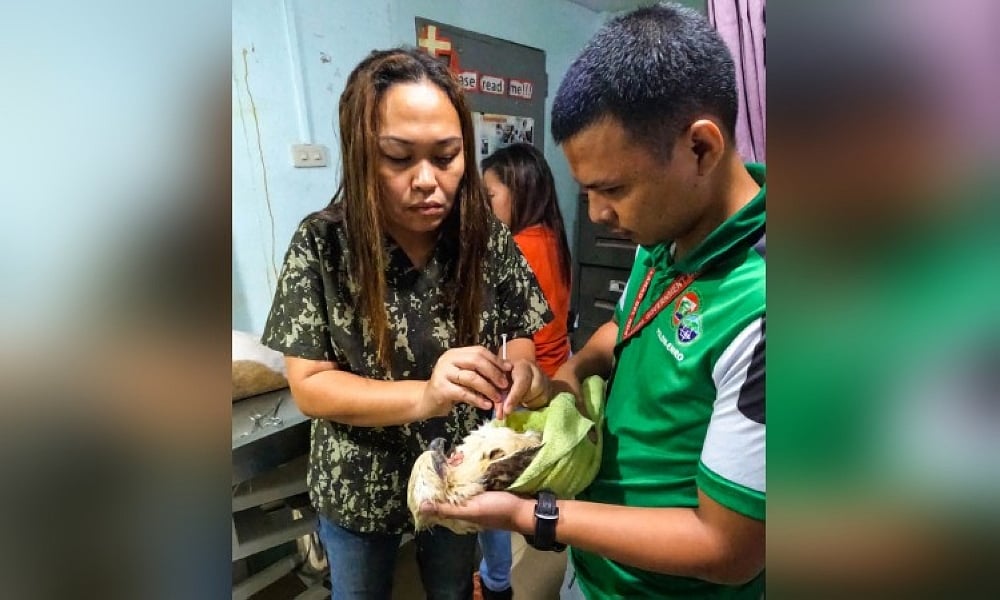 Juvenile eagle found in Lanao del Norte town