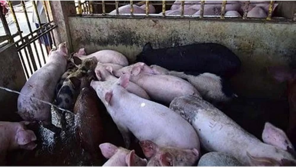 Capitol to ask reconsideration on pork ban imposed by Cebu