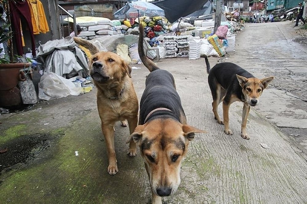 Welfare protection of stray dogs, cats pushed