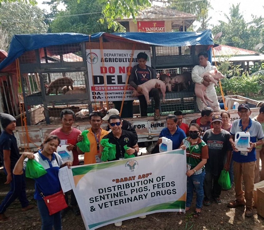 ASF-hit hog raisers receive sentinel pigs