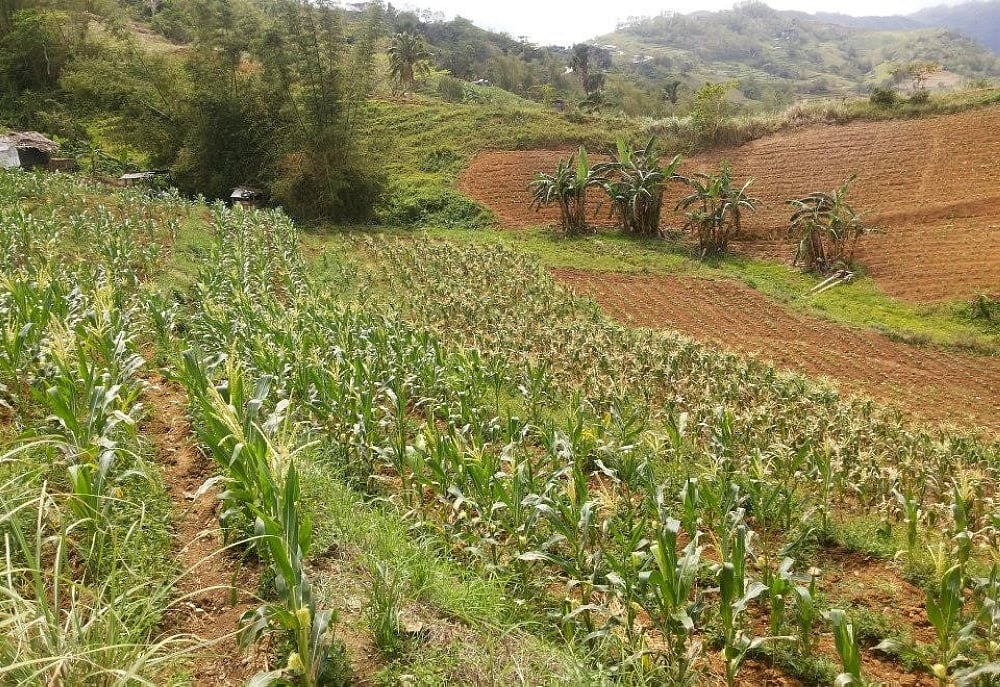 Mga mag-uuma sa Cebu city miping-it na sa ting-init