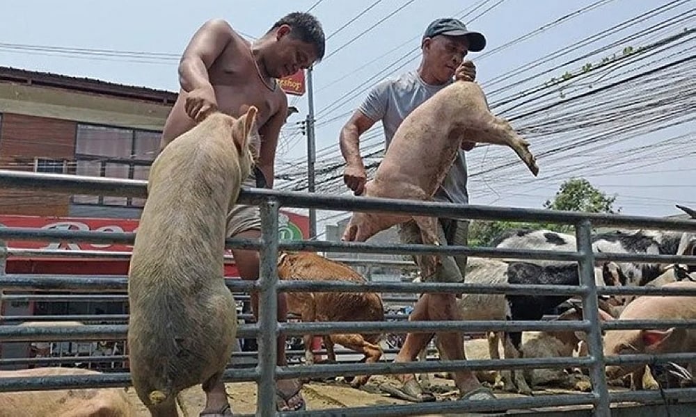 Amid ASF, NegOcc returns P1.2M pork products to Cebu