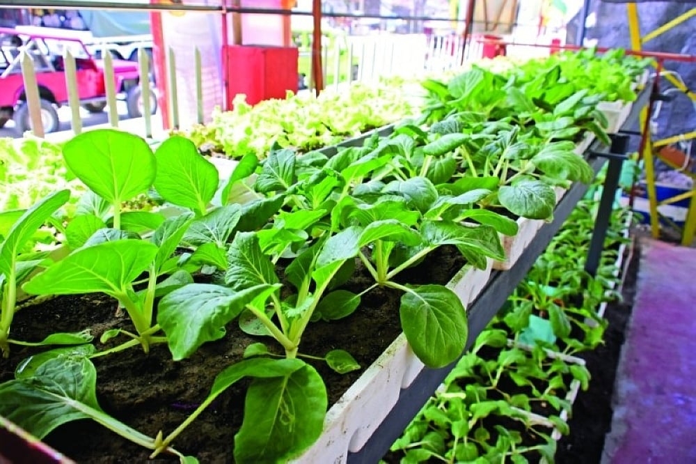 Agri official urges public to engage in urban farming