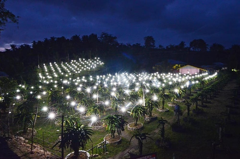 Discover the dragon fruit farm in Ronda, Cebu: A must-visit destination ...