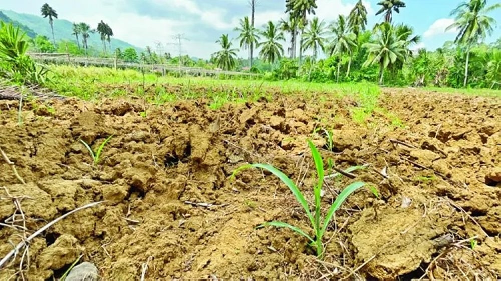 DA: No damage to crops yet in Central Visayas