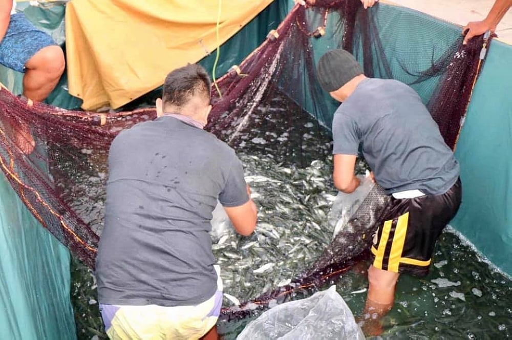 BFAR-Davao to add fish hatcheries