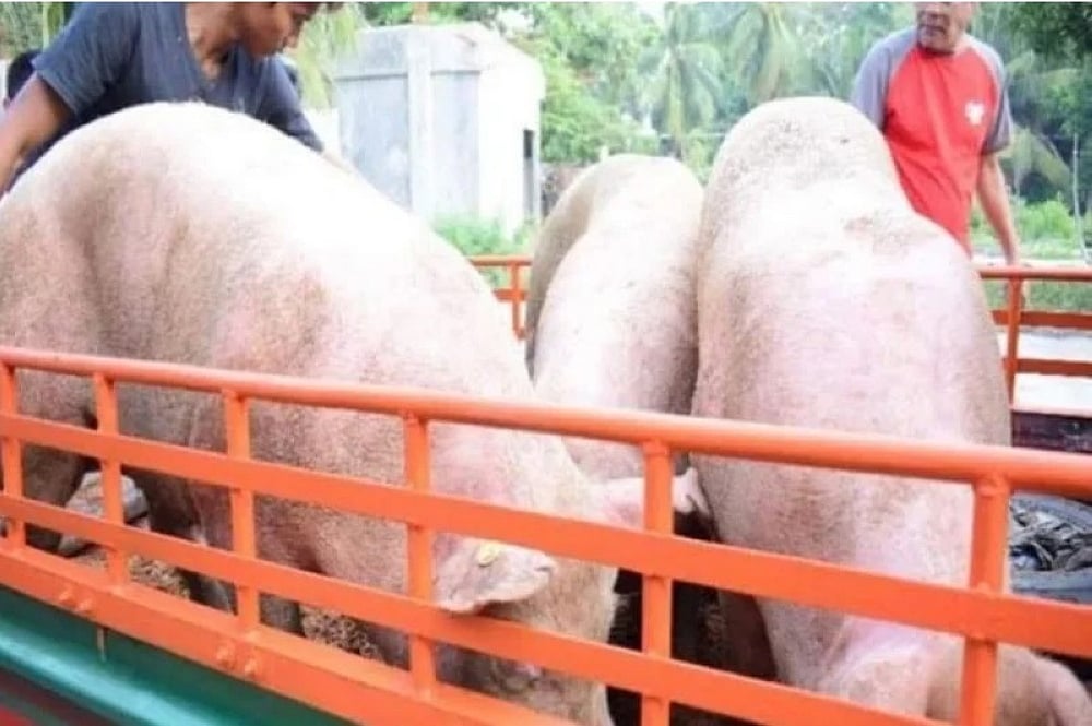 Dumaguete tightens borders as ASF spreads to Sibulan