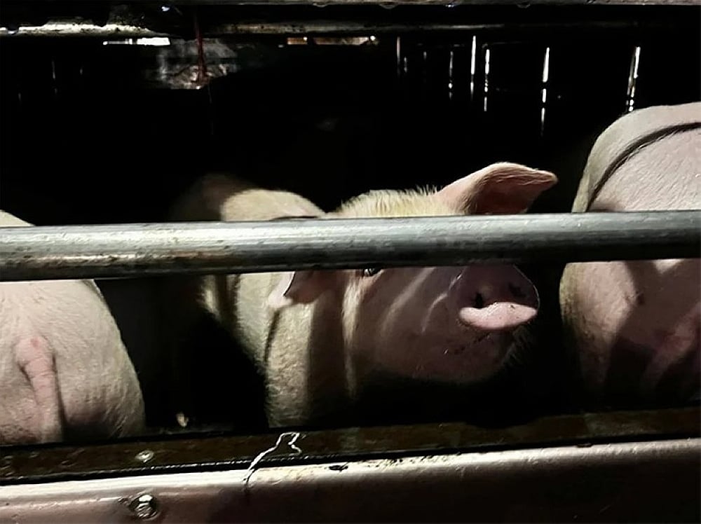 3 hogs die from African swine fever