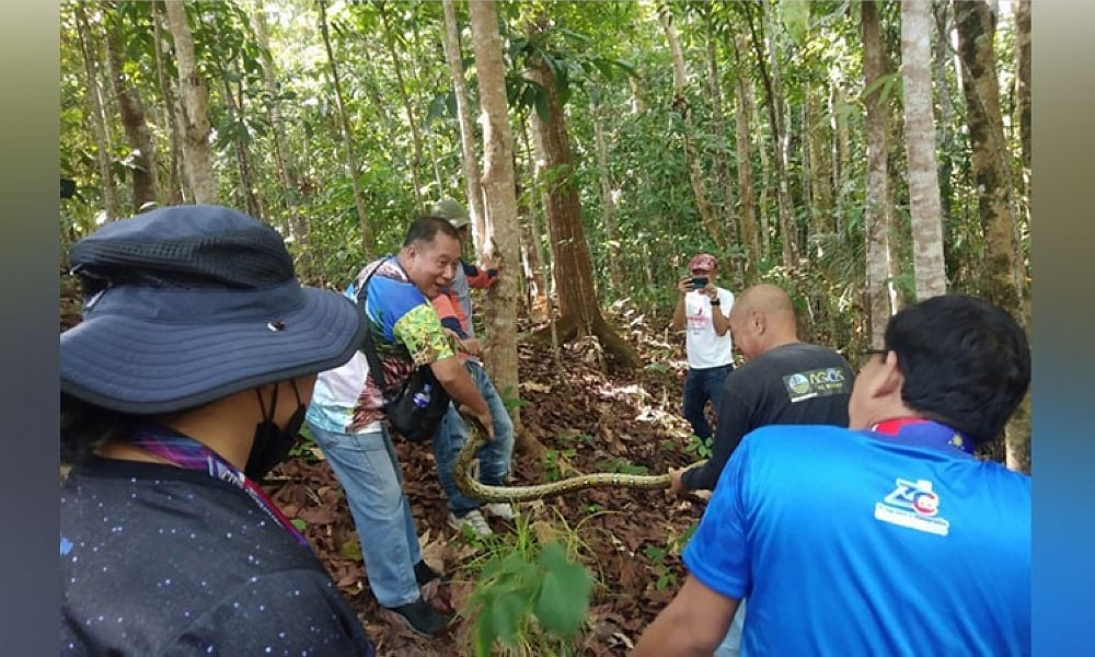 8 reticulated pythons released to the wild