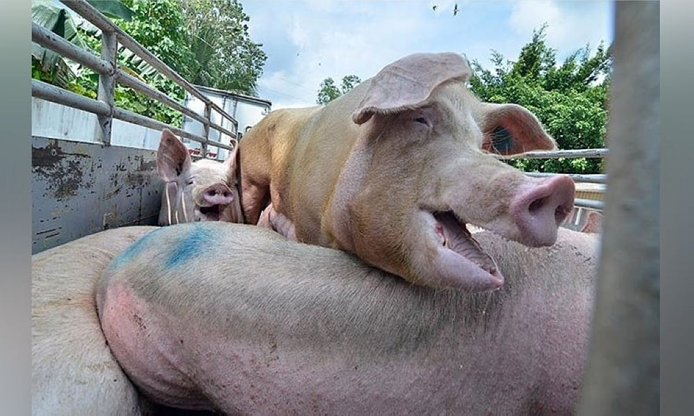 ASF in Cebu, but no mass deaths, so Gwen asks all PH LGUs to unite vs ...